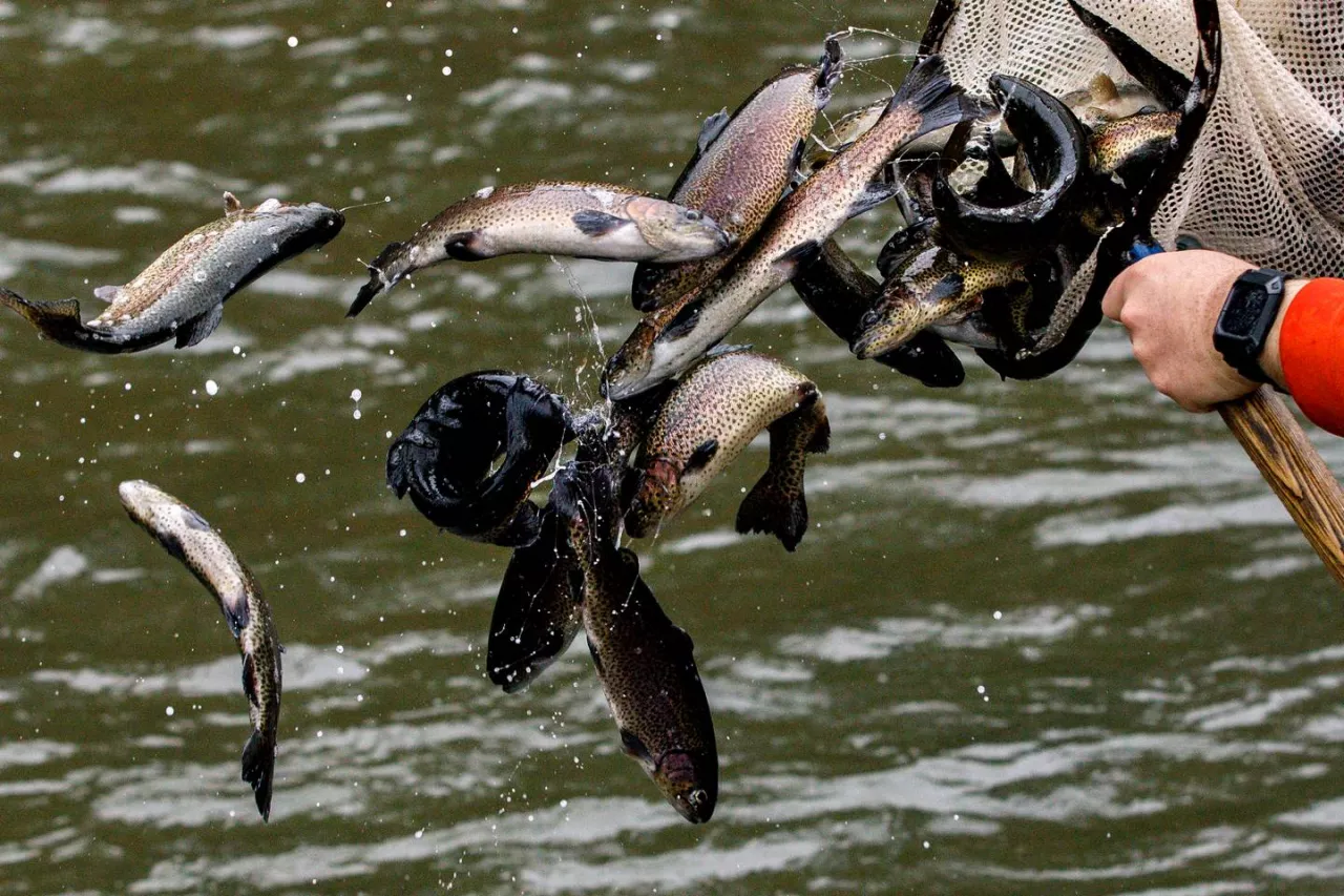 Trout Streams Maps North Carolina