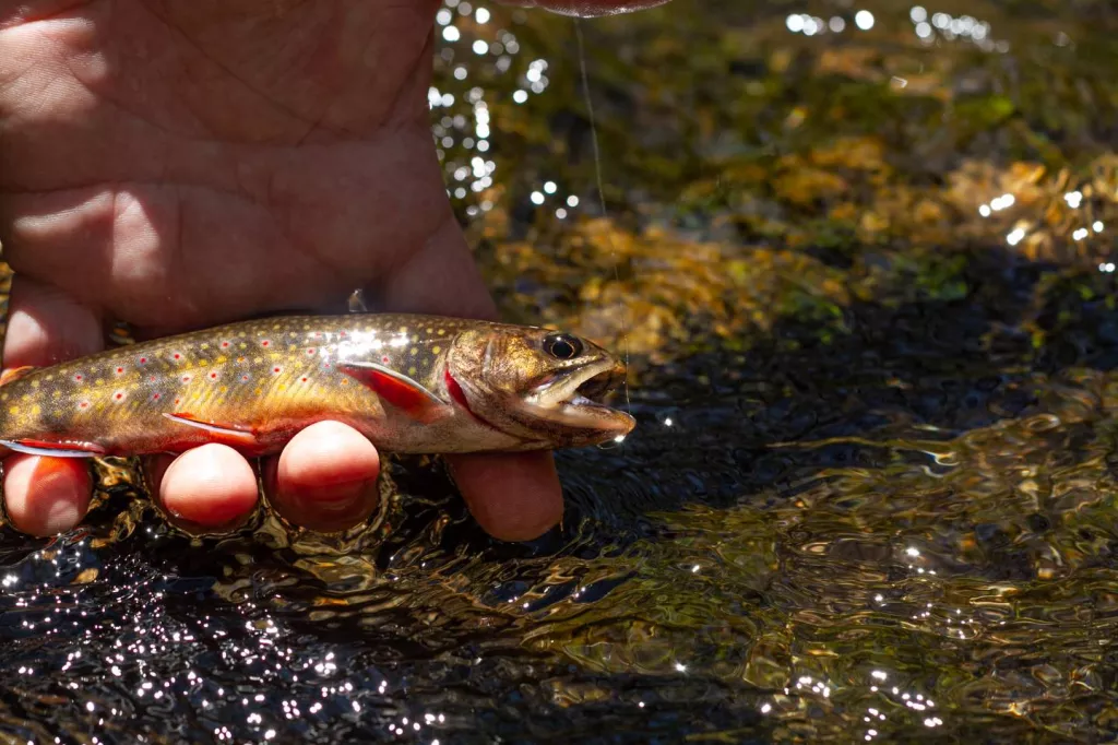 Trout Streams Maps North Carolina
