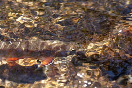 Trout Streams Maps North Carolina