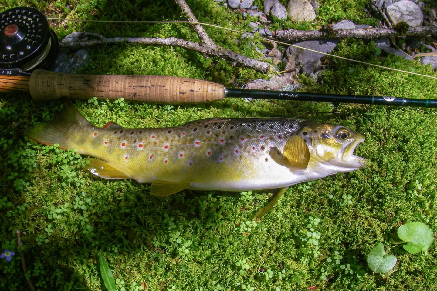 Trout Streams Maps North Carolina