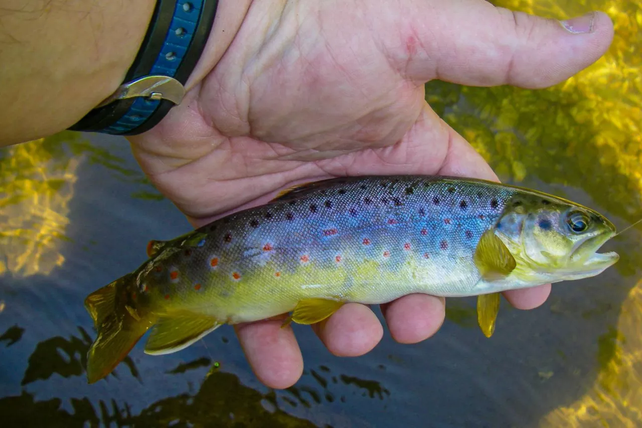 Fly Fishing Guide to North Carolina mountain trout streams
